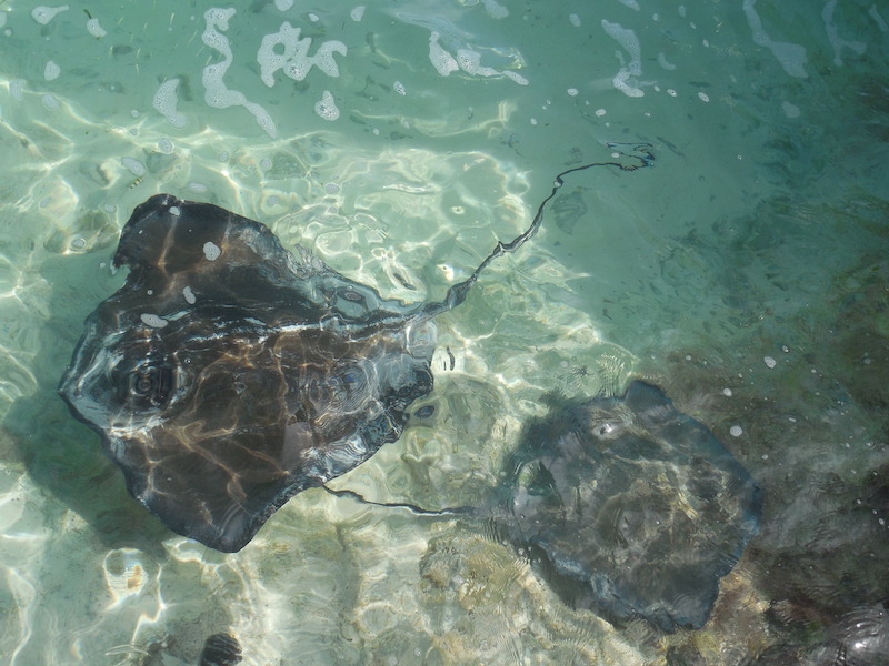 Seeing Stingrays at Half Moon Cay - thatawaydad.com