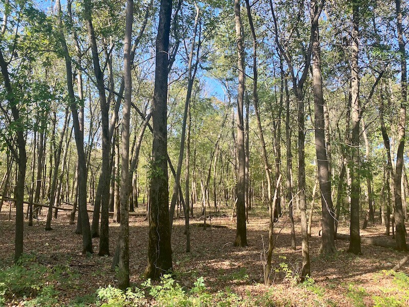 Bates Memorial Park: Joachim Loop Trail - thatawaydad.com